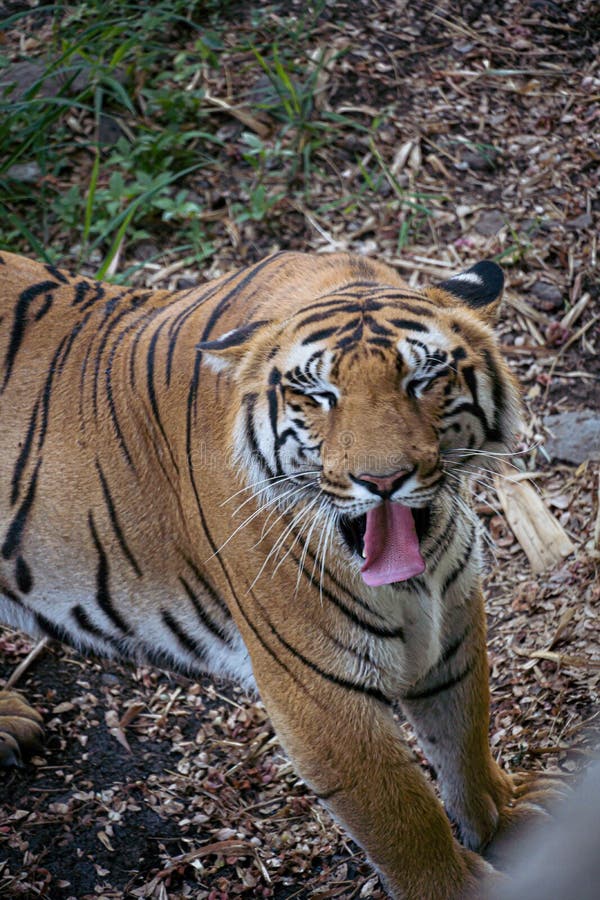 Vertical Shot of a Bengal Tiger in a Wild Nature Stock Image - Image of ...