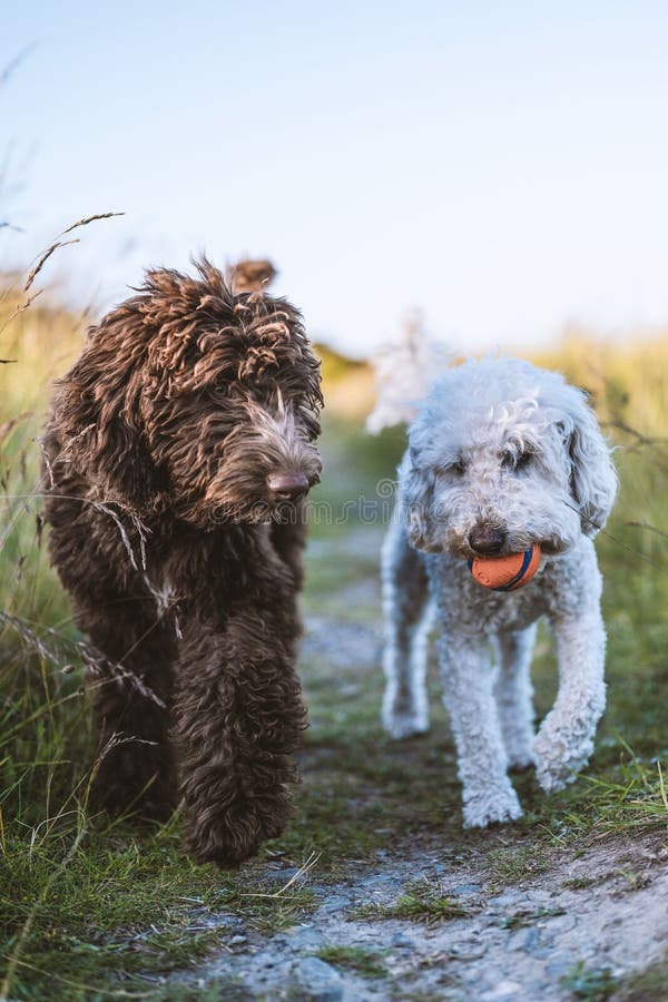 Vertical Shot of Bernedoodle and Cockapoo Dogs Walking Together on a ...