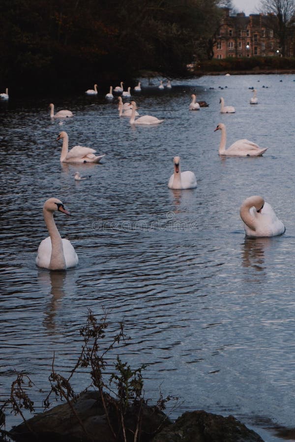 Vertical Shot of a Bevy of Swans Swimming in a Lake Stock Image - Image ...
