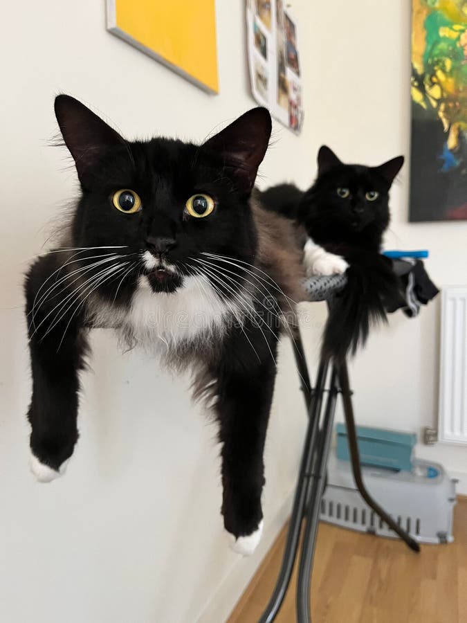 Vertical Shot of Bicolor Cats on the Iron Table Stock Image - Image of ...