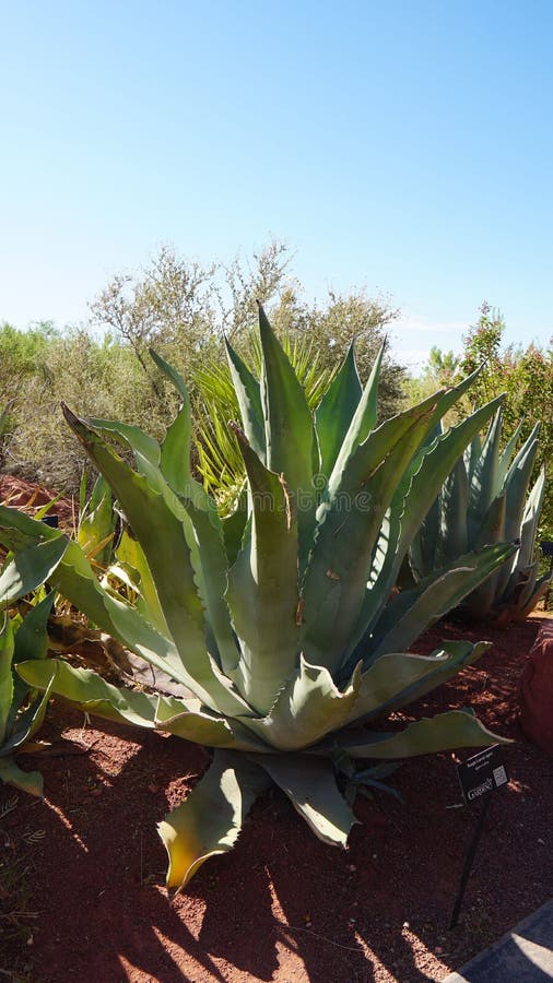 Vertical Shot of Big Agave Plants Growing in the Garden Stock Image ...