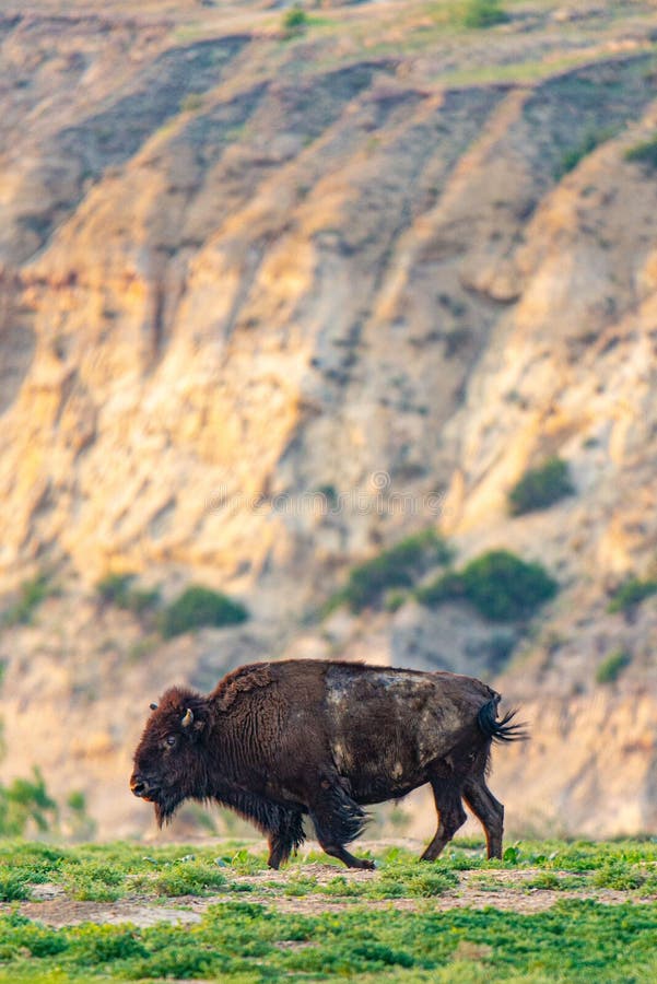 Vertical Shot of a Big Bison Walking in the Field with Mountains in the ...