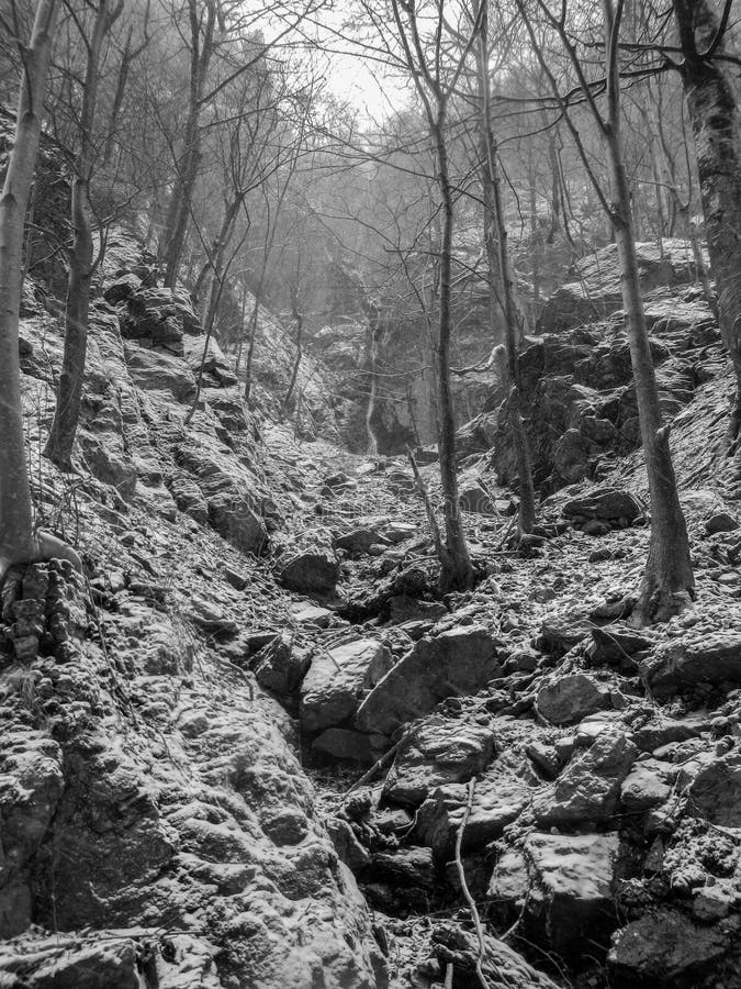 Vertical Shot of Big Rocks with Bare Trees on the Mountainsin Grayscale ...