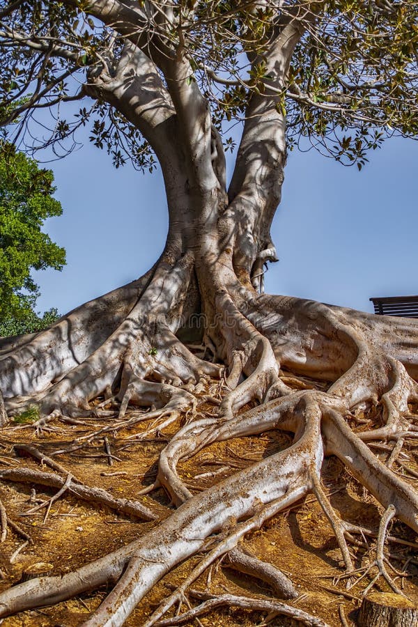 Vertical Shot of Big Roots of a Tree with a Blue Sky in the Background ...