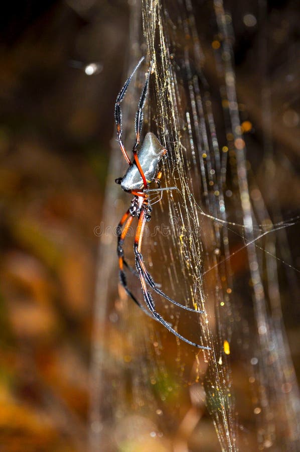 Vertical Shot of a Big Spider on a Web on the Tree Branch Stock Photo ...