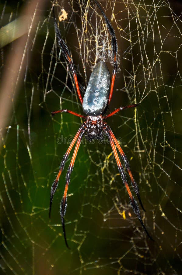 Vertical Shot of a Big Spider on a Web on the Tree Branch Stock Image ...