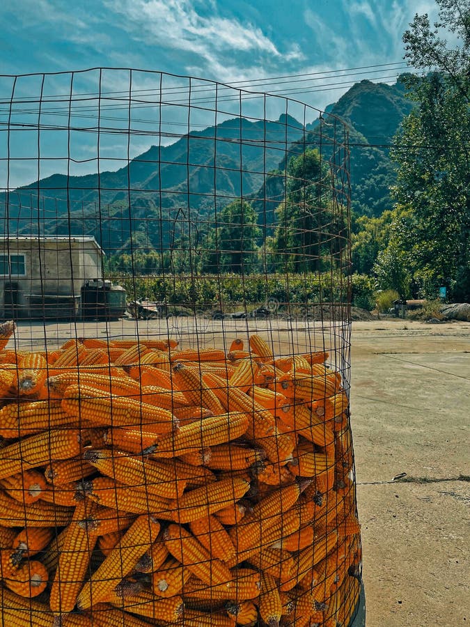 Vertical Shot of a Big Harvest of Corn with Mountains in the Background ...