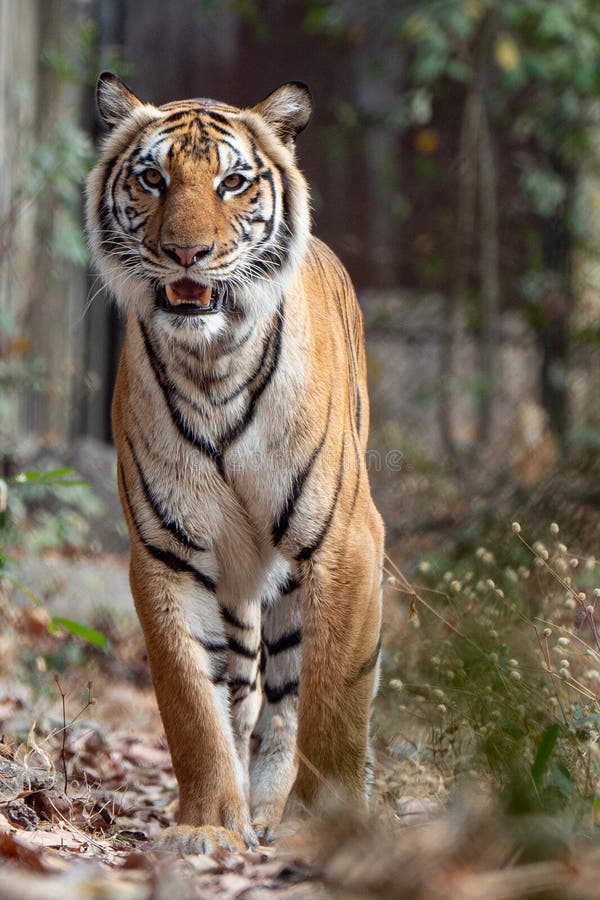 Vertical Shot of a Big Tiger Strolling Along a Forest Path Stock Image ...