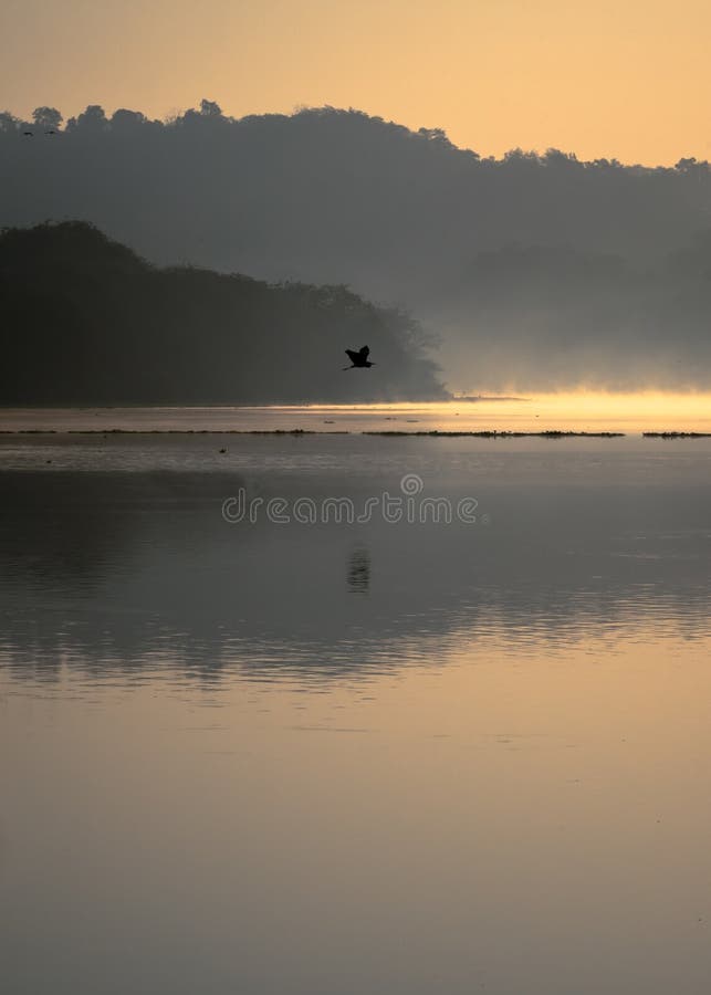Vertical Shot of a Bird Flying Above the Clear Water Surrounded by ...