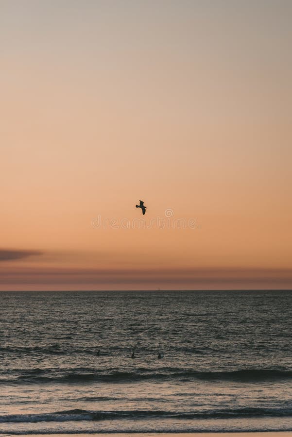 Vertical Shot of a Bird Flying Above the Sea Stock Image - Image of ...