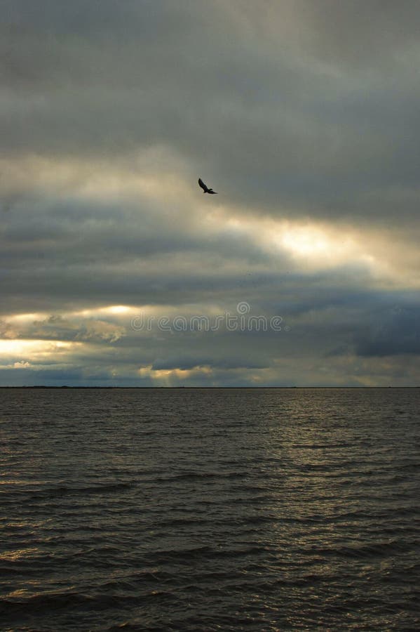 Vertical Shot of a Bird Flying in the Cloudy Sky Above the Calm Ocean ...