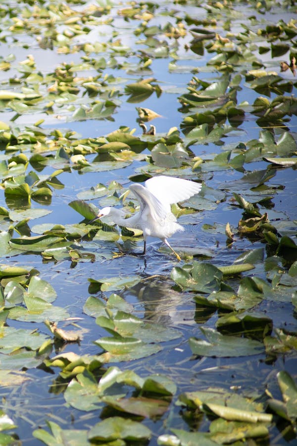 Vertical Shot of a Bird and Green Fall Leaves in Pond Lake Water Stock ...