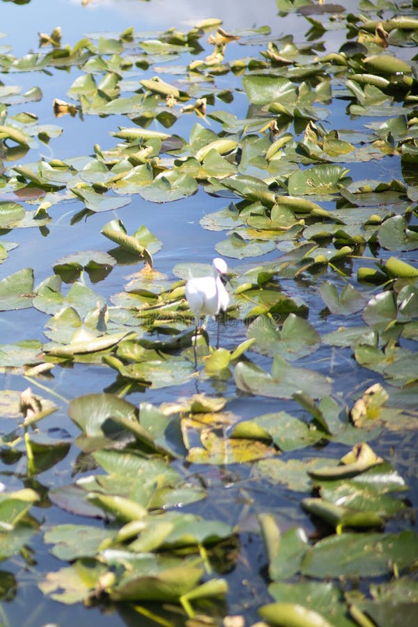 Vertical Shot of a Bird and Green Fall Leaves in Pond Lake Water Stock ...