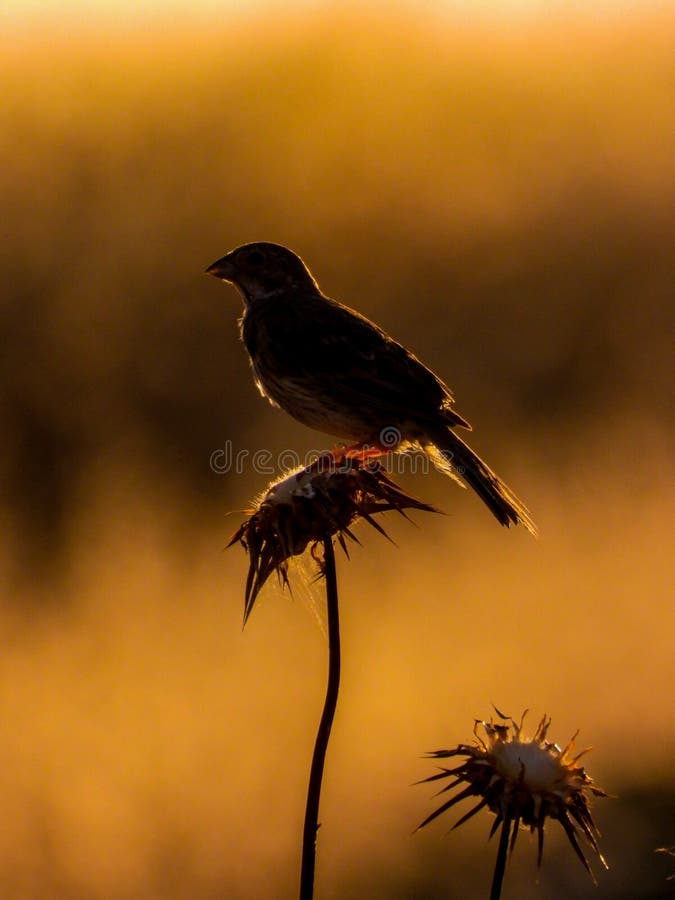 Vertical Shot of a Bird on the Sunset Lights Background Stock Image ...