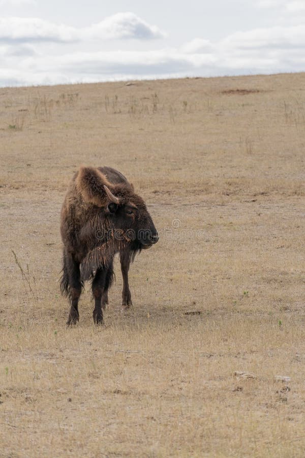 Vertical Shot of a Bison in Devils Tower National Monument, Wyoming ...