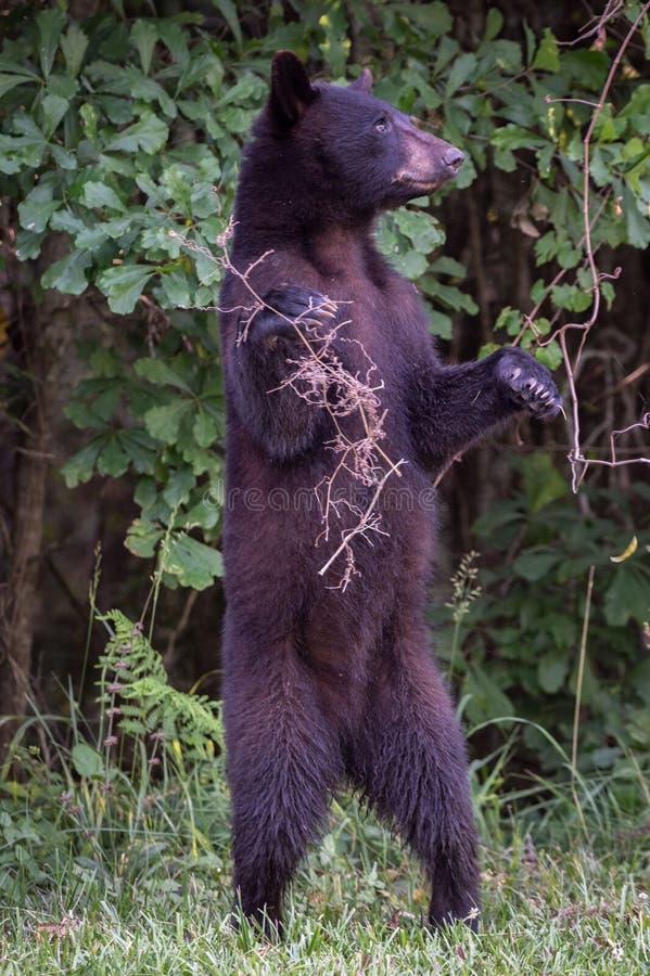 Vertical Shot of the Black Bear Standing in the Woods Stock Photo ... Vertical Shot of the Black Bear Standing in the Woods Stock Photo ...
