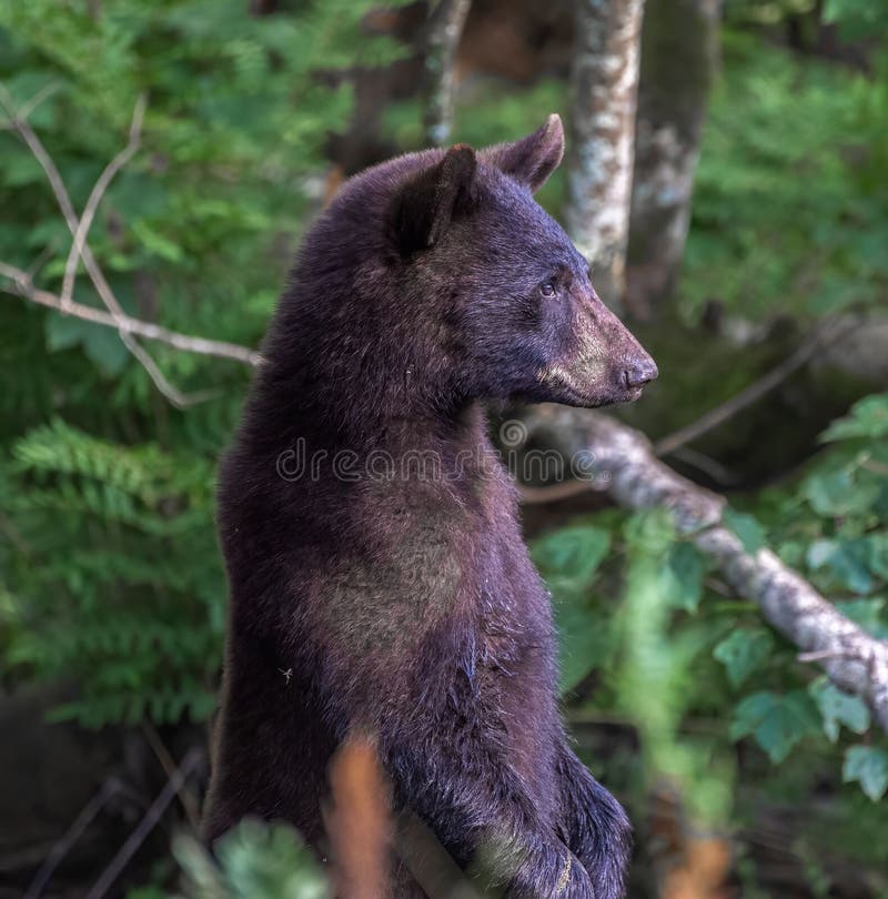 Vertical Shot of the Black Bear in the Woods Stock Image - Image of ...