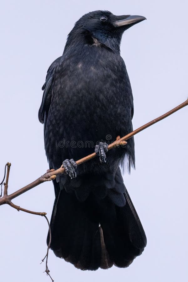 Vertical Shot of a Black Crow Perched on a Tree Branch at Dusk Stock ...