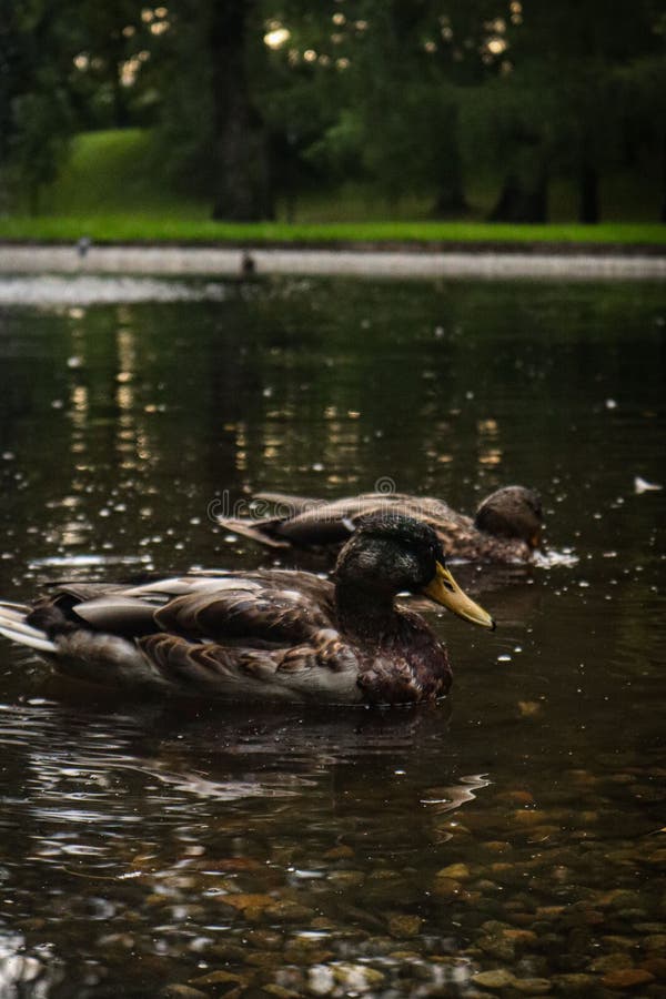 Vertical Shot of Black Ducks on a Water Stock Photo - Image of ...