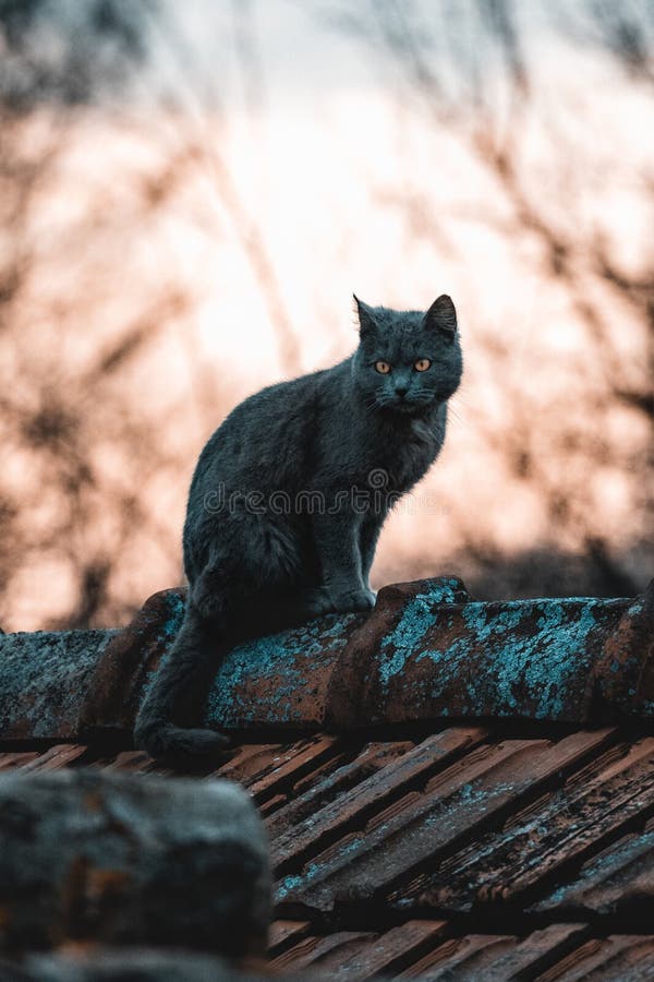 Vertical Shot of a Black Grumpy and Aggressive Looking Cat on a Roof ...