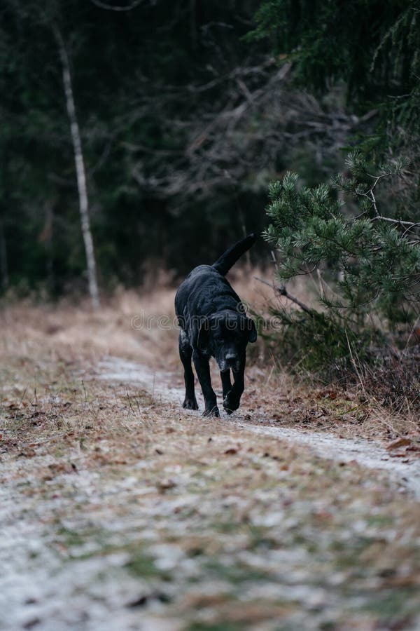Vertical Shot of a Black Labrador Walking in the Forest Stock Photo ...