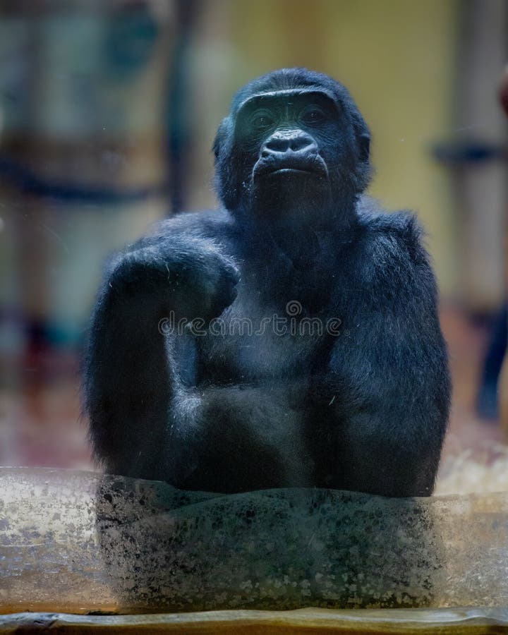 Vertical Shot of a Black Monkey in the Zoo Stock Image - Image of ...