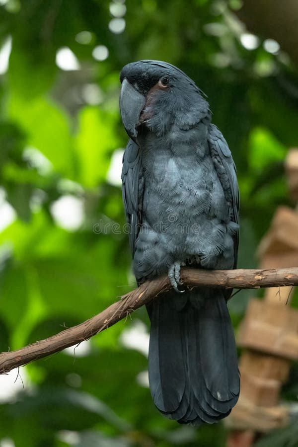 Vertical Shot of a Black Parrot on a Tree Branch Stock Image - Image of ...
