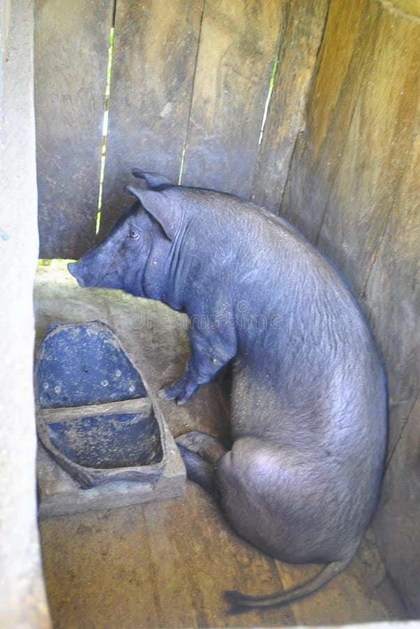 Vertical Shot Of A Black Pig With Feeding Trough Inside The Pig Pen ...