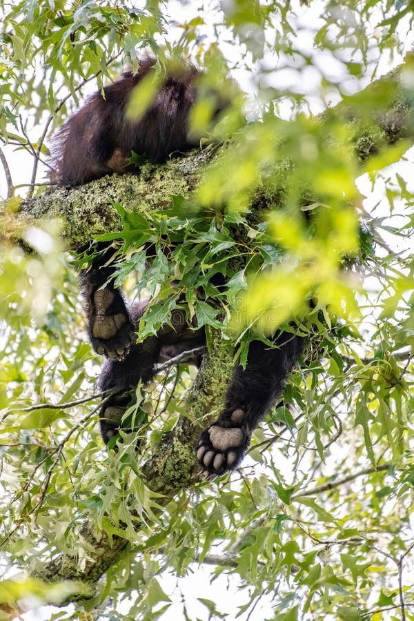 Vertical Shot of Black and White Bear Resting on Tree Branch in Forest ...