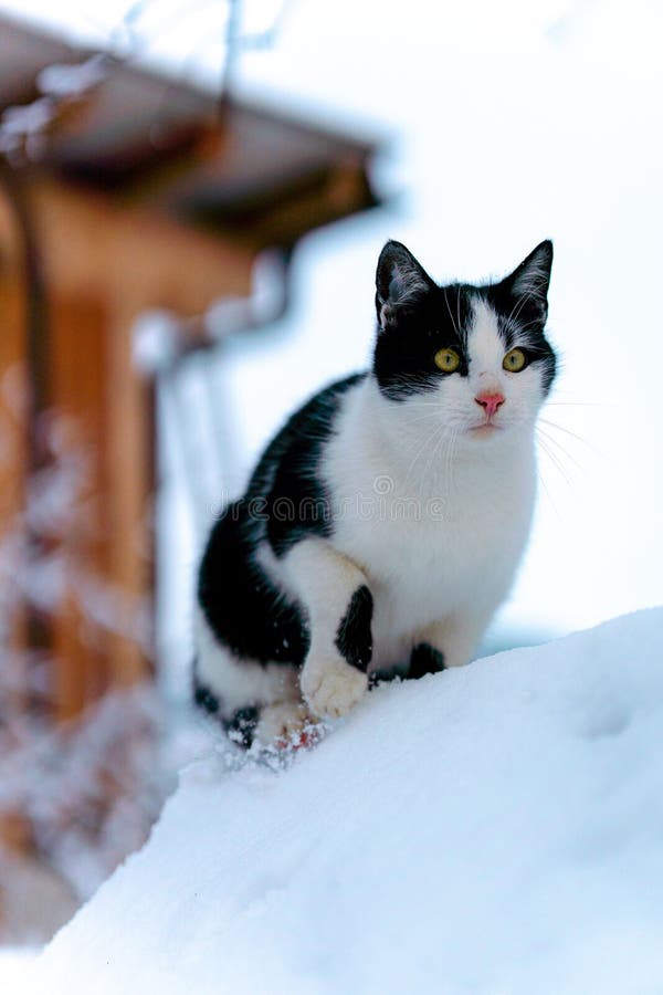 Vertical Shot of a Black and White Stray Cat on the Pile of Snow in the ...