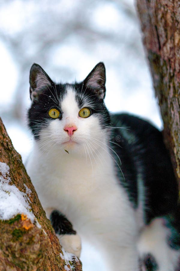 Vertical Shot of a Black and White Stray Cat between the Tree Branches ...