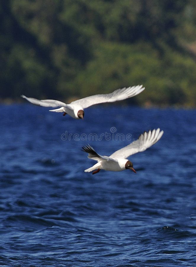 Vertical Shot of Black and White Water Birds Flying Over the Sea Stock ...