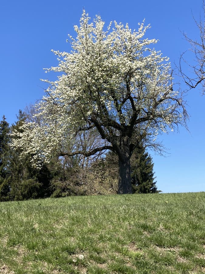 Vertical Shot of Blooming Apple Tree in Spring Season on a Lawn Under ...