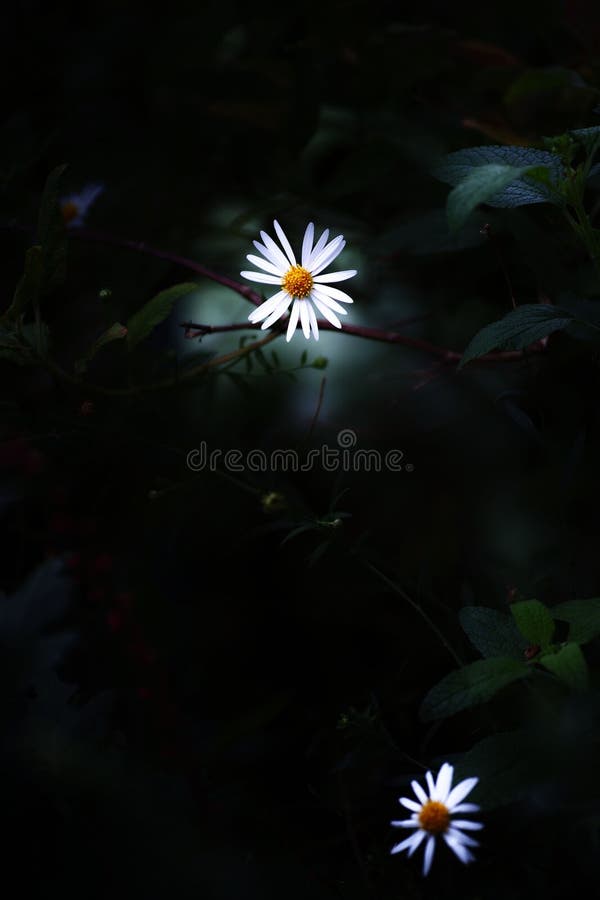 Vertical Shot of a Blooming Beautiful Small Wildflower in a Lush Garden ...