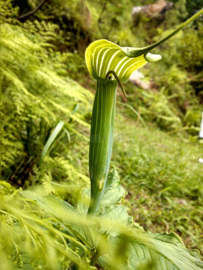 Vertical Shot of a Blooming Jack-in-the-pulpit Flower in a Garden Under ...
