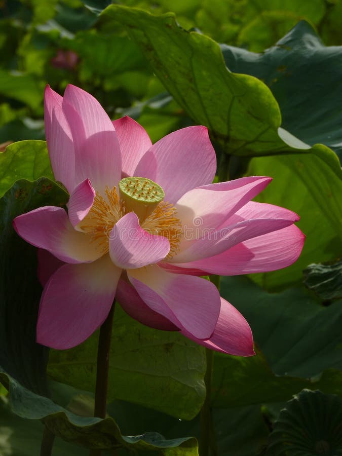 Vertical Shot of a Blooming Lotus Flower in the Greenery Stock Photo ...