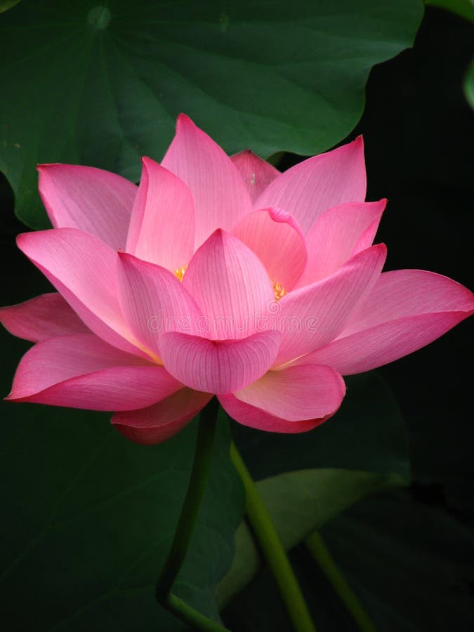 Vertical Shot of Blooming Pink Lotus Stock Image - Image of nelumbo ...