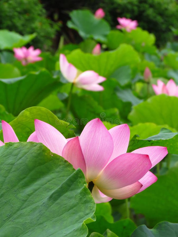 Vertical Shot of a Blooming Pink Lotus Flower Stock Photo - Image of ...