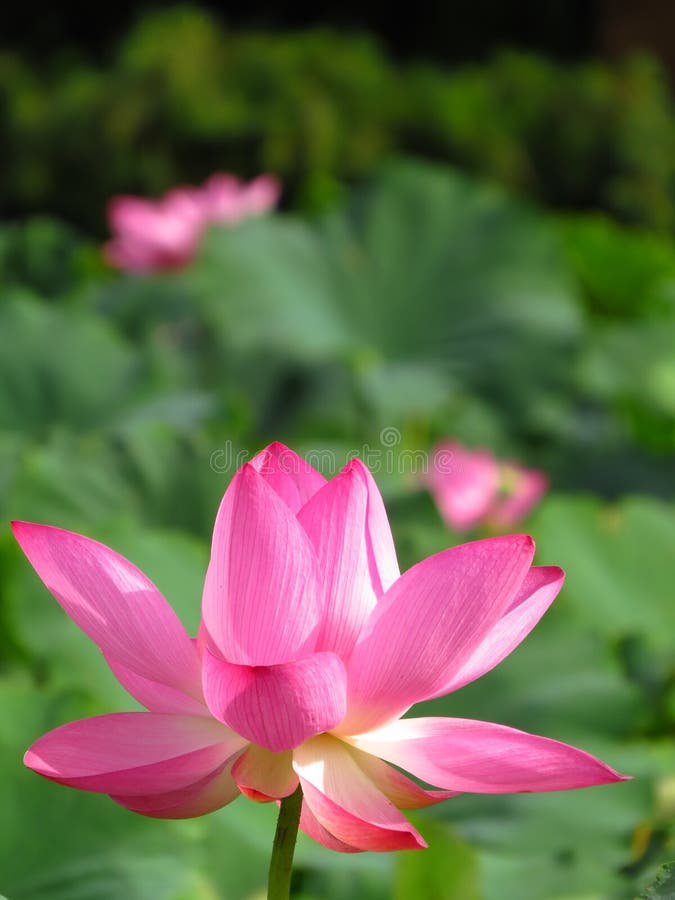 Vertical Shot of a Blooming Pink Lotus Flower Stock Image - Image of ...