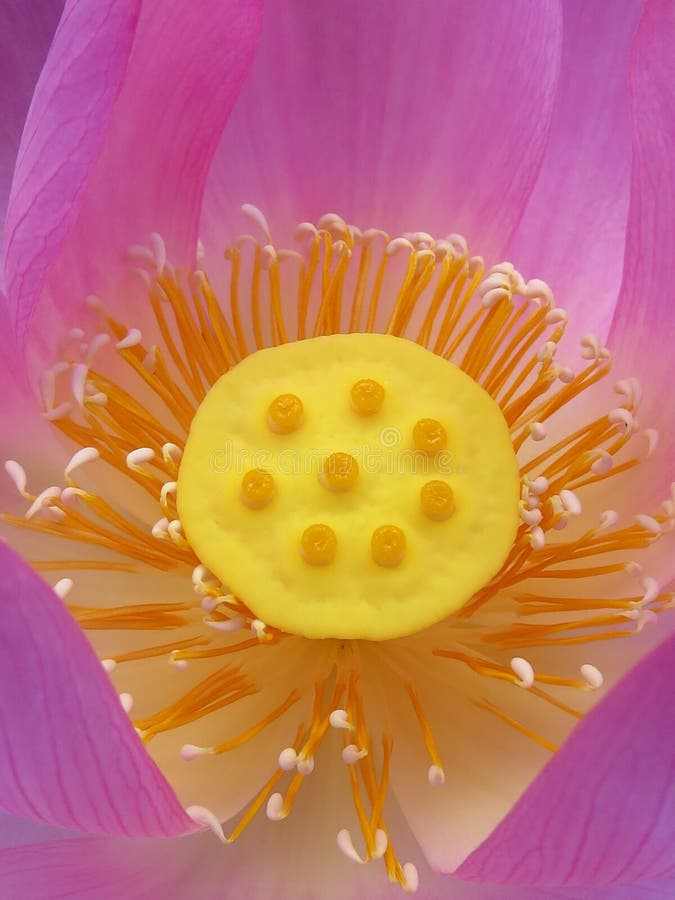 Vertical Shot of a Blooming Pink Lotus Flower at Daytime Stock Photo ...