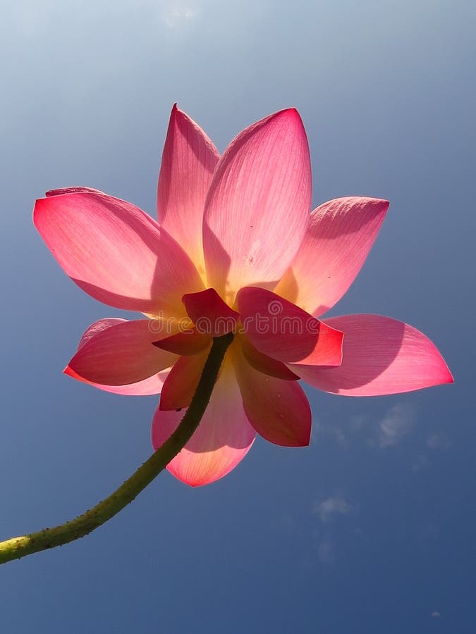 Vertical Shot of a Blooming Pink Lotus Flower in the Greenery at ...