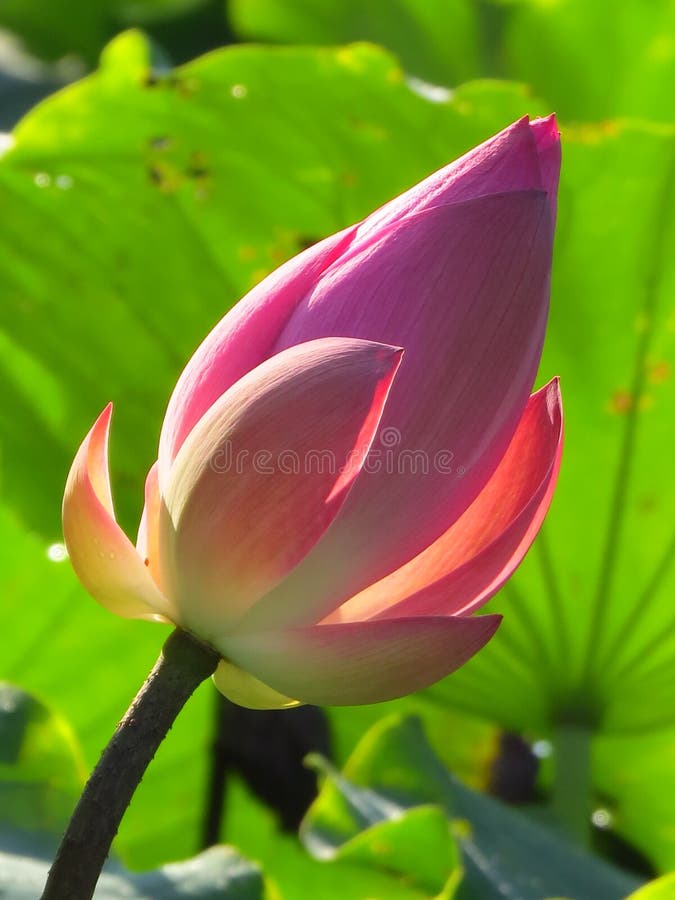 Vertical Shot of a Blooming Pink Lotus Flower in the Greenery at ...