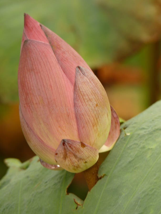 Vertical Shot of a Blooming Pink Lotus Flower in the Greenery at ...