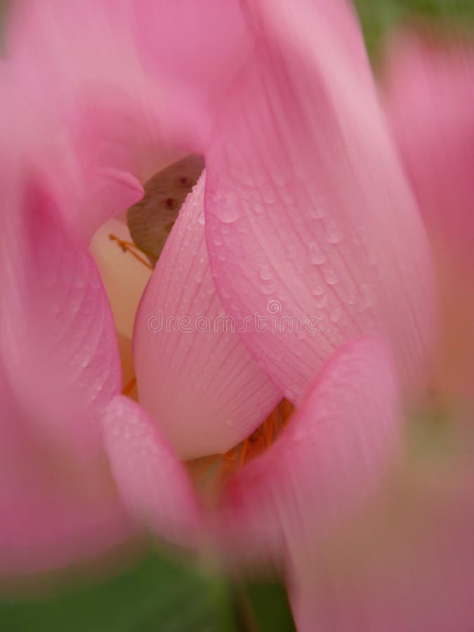 Vertical Shot of Blooming Pink Lotus Flowers in the Greenery Stock ...
