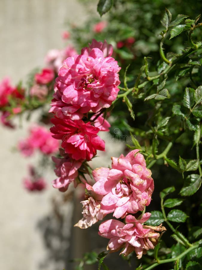 Vertical Shot of Blooming Pink Roses on a Bush in Sunlight Stock Photo ...