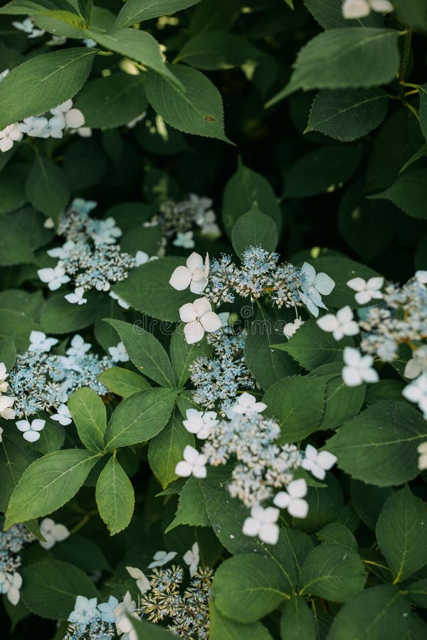 Vertical Shot of Blue Lace Hydrangea Growing in a Garden Stock Image ...