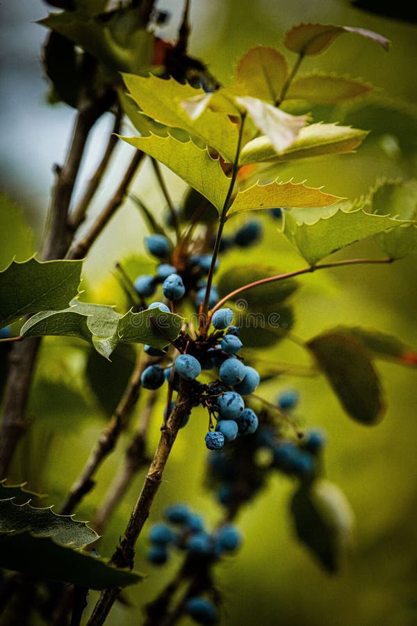 Vertical Shot of Blue Small Wild Berries on a Bush Stock Photo - Image ...
