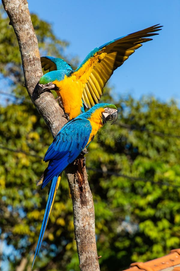 Vertical Shot of a Blue-throated Macaw Couple Against on a Tree. Stock ...