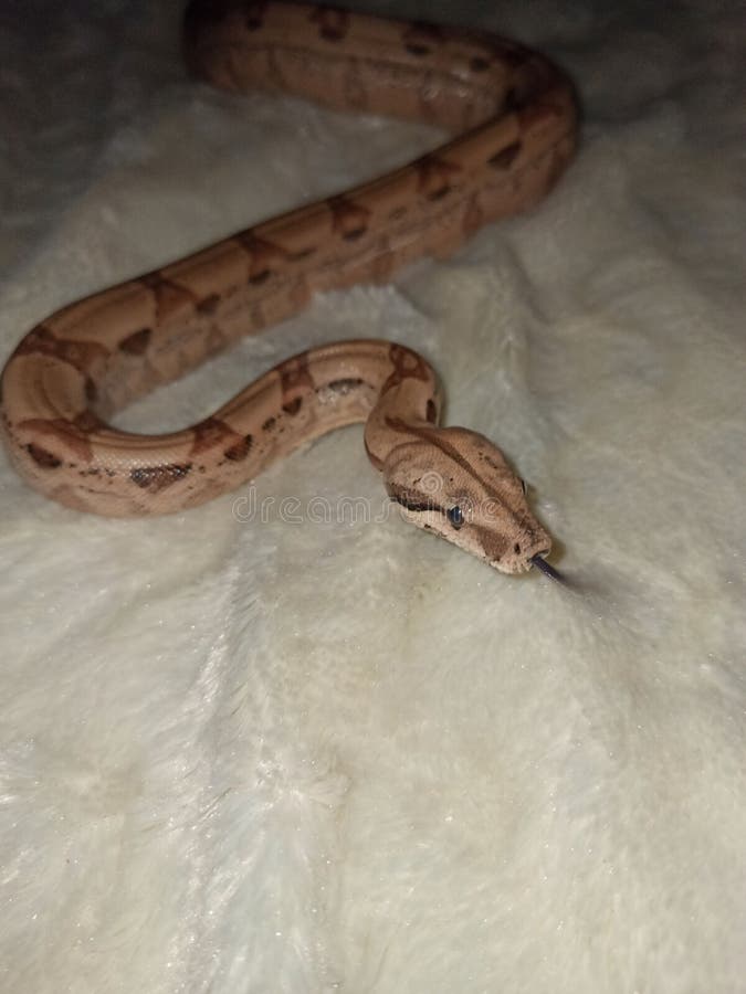 Vertical Shot of a Boa Constrictor Imperator Snake Stock Image - Image ...