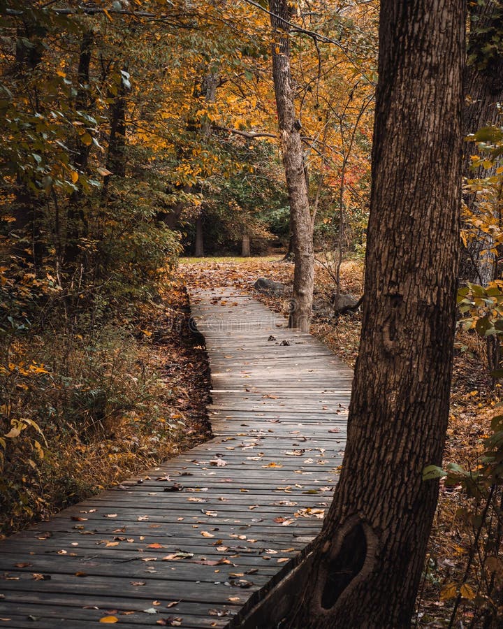 Vertical Shot of a Boardwalk in a Forest in Fall Colors Stock Photo ...